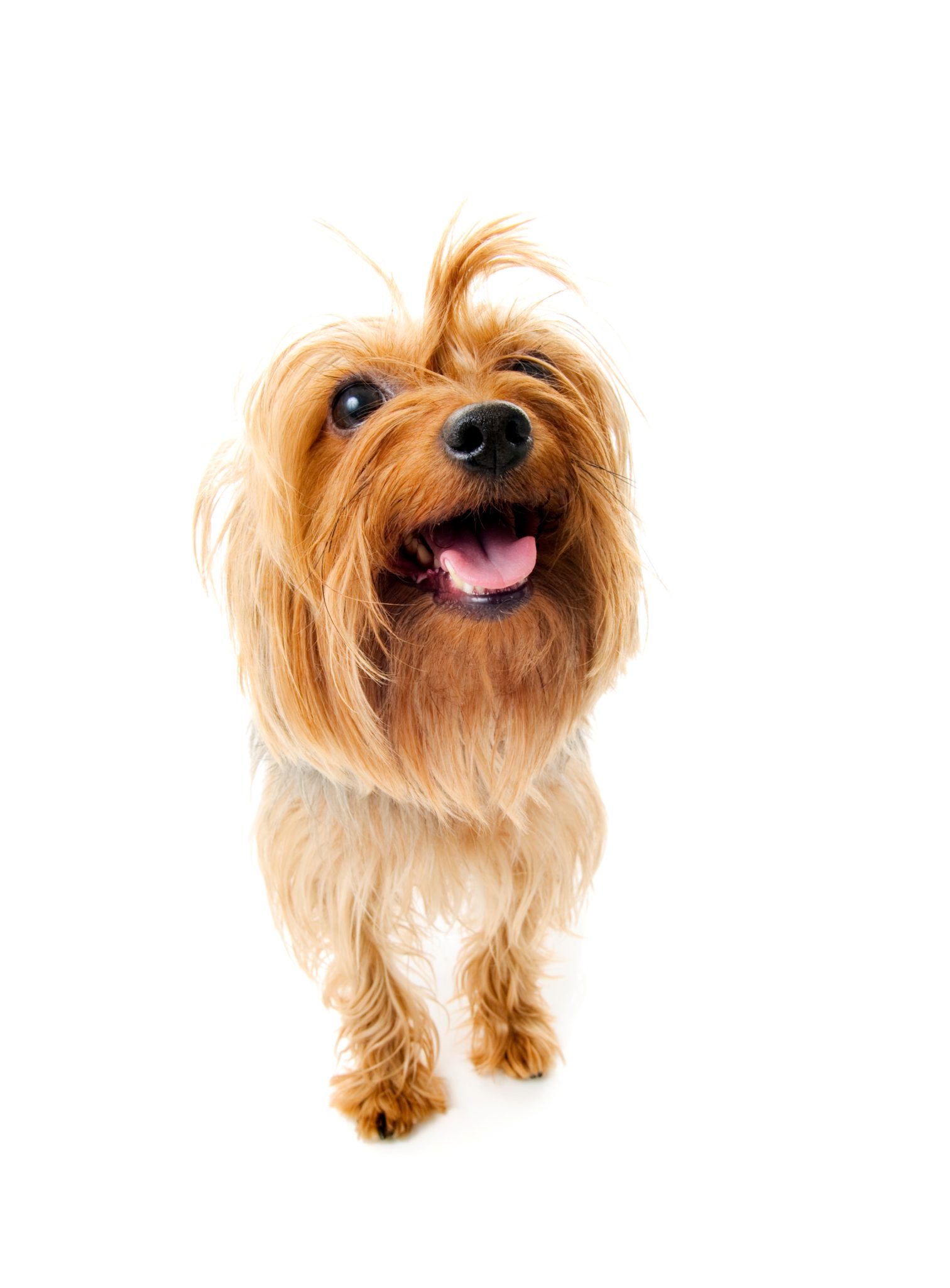 Green with Envy - Janice Thompson, Author